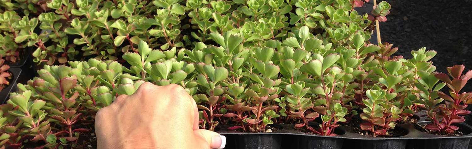 Sedum roof, colorful sedums, landscaping plugs whitehall – Plant Babies