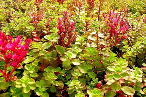 Elizabeth – Plant Babies