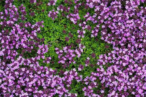 Thyme Pink Chintz – Plant Babies