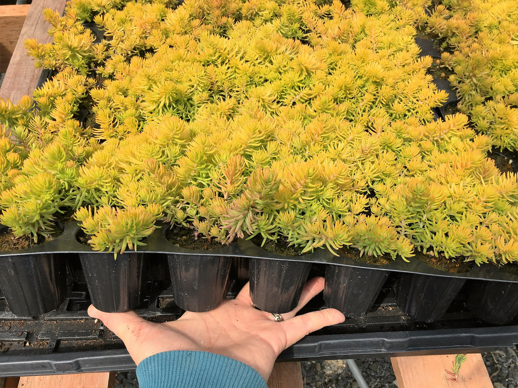 Angelina – Plant Babies